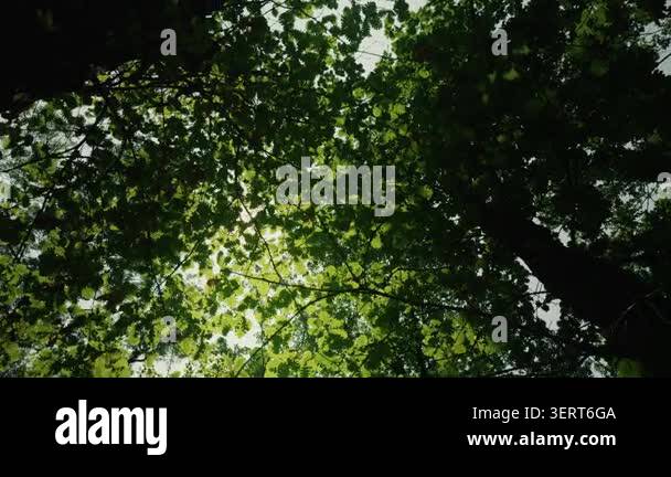 Long Trunked Trees and Sky View in Forest Nature Stock Video Footage ...