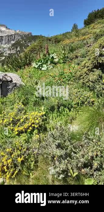 Amazing Summer landscape of Pirin Mountain near Banski Lakes, Bulgaria ...
