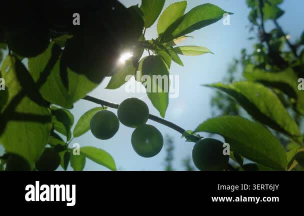 Sunlight Seeping Through the Branches of a Plum Tree in Nature Stock ...
