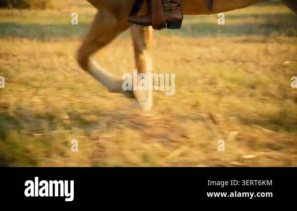 A horses legs walking in the countryside in Calabria Stock Video ...