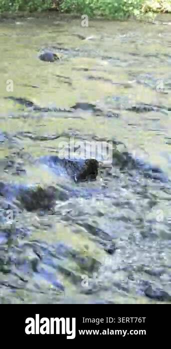 Mountain stream. Closeup of river water at sunset Stock Video Footage ...