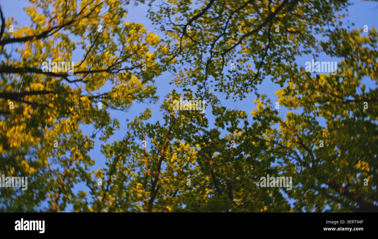 Spring nature oak trees sky Stock Video Footage - Alamy