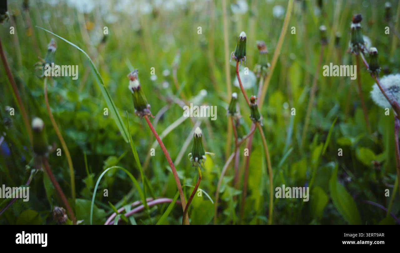 Spring nature dandelion flower grass Stock Video Footage - Alamy