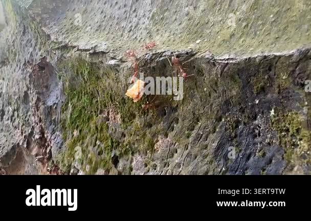 Group of Weaver Ants Working Together to Carry Food on Tree Bark Stock ...