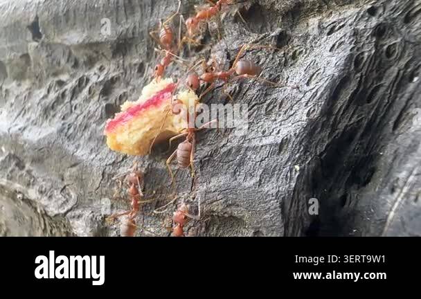 Group of Weaver Ants Working Together to Carry Food on Tree Bark Stock ...