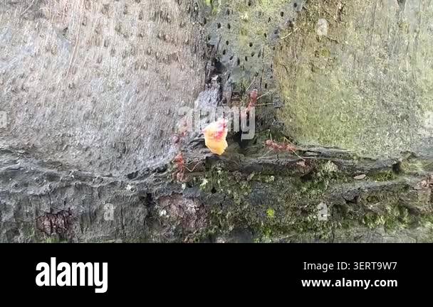 Group of Weaver Ants Working Together to Carry Food on Tree Bark Stock ...