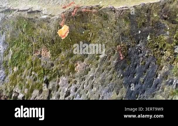 Group of Weaver Ants Working Together to Carry Food on Tree Bark Stock ...