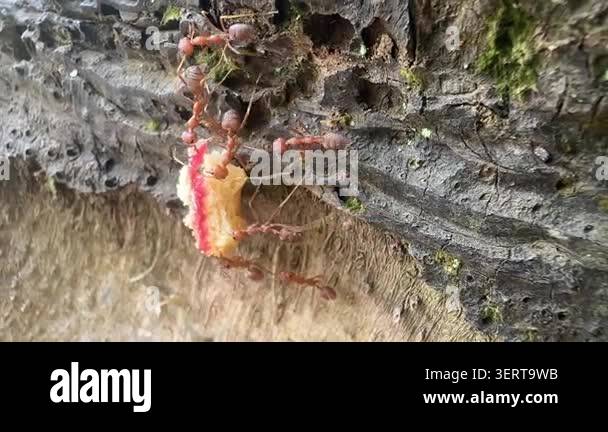 Group of Weaver Ants Working Together to Carry Food on Tree Bark Stock ...