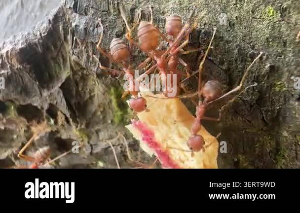Group of Weaver Ants Working Together to Carry Food on Tree Bark Stock ...