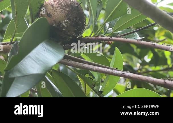 Macro Shot of a Small Black Ant Crawling on Green Plant Stem Stock ...