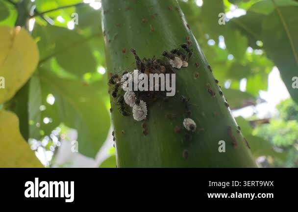 Macro Shot of a Small Black Ant Crawling on Green Plant Stem Stock ...