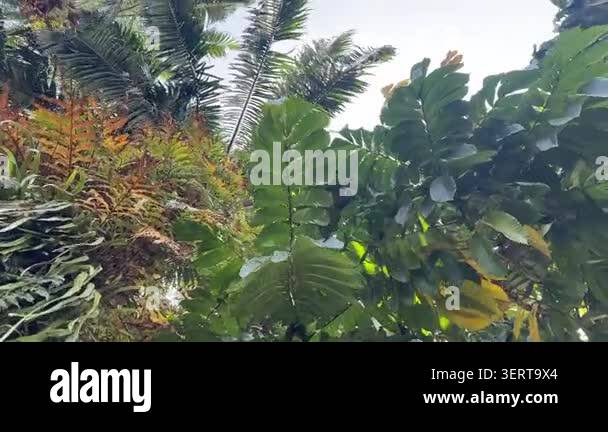 Low Angle Shot Looking Up into Dense Lush Tropical Tree Canopy Stock ...