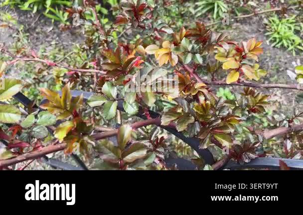 Branches of garden rose with young leaves in overcast day Stock Video ...