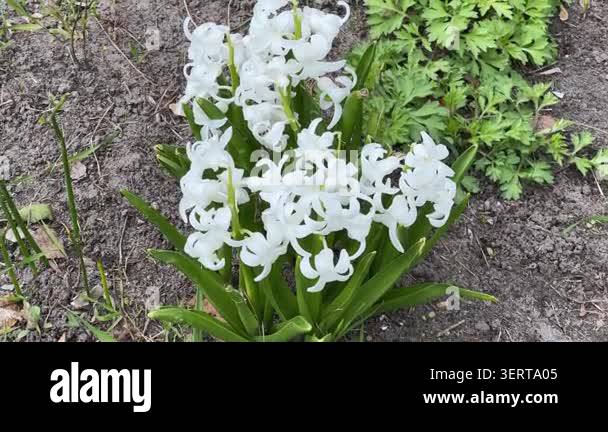 Bush of garden hyacinth with white flowers in sunny morning Stock Video ...
