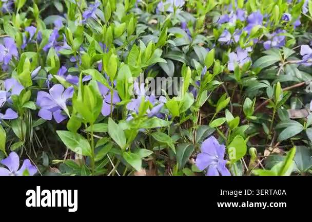Blooming periwinkle with young leaves on fresh shoots close-up Stock ...