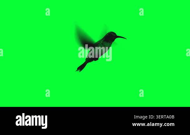 High-quality 3D hummingbird silhouette animation isolated on a green ...