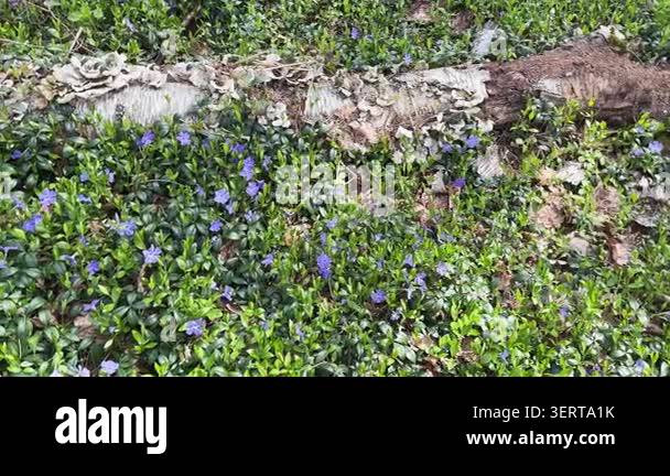 Blooming periwinkle next the fallen dry birch trunk Stock Video Footage ...
