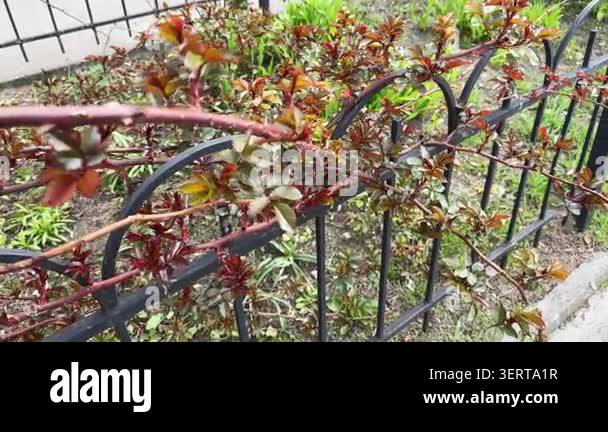 Branches of garden rose with young leaves in overcast day Stock Video ...