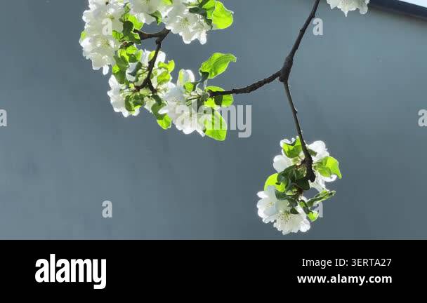 Apple branch with flowers on a background of gray wall Stock Video ...
