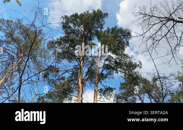 High pines in forest, bottom-up view against the sky Stock Video ...