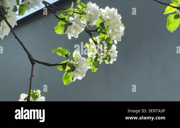 Apple branch with white flowers against the gray wall backlit Stock ...