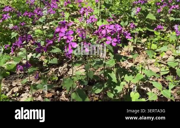Blooming plants of Lunaria with violet flowers in spring forest Stock ...