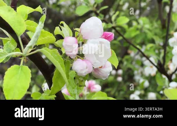 Wet apple branch with flowers on a blurred background Stock Video ...