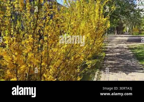 Blooming Forsythia bushes with bright yellow flowers in public garden ...
