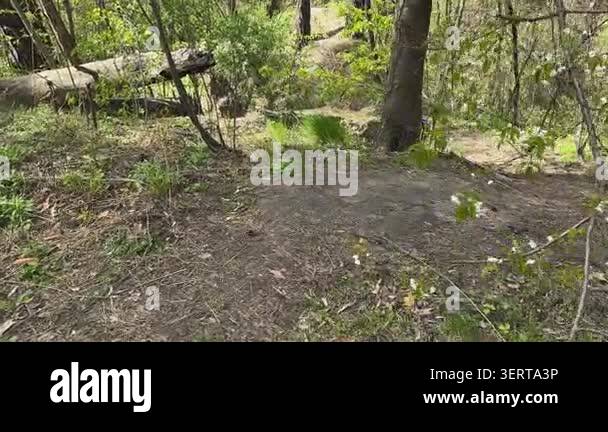 Dry trunks of fallen trees on ravine slopes in forest Stock Video ...