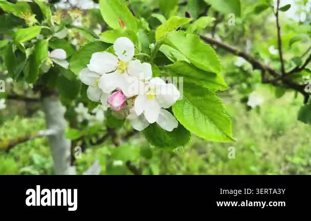 Apple branch with flowers swaying in the wind, close-up Stock Video ...