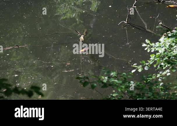 A Colorful Fish Slowly Swims in a Murky Pond, Reflecting the ...