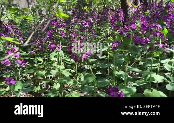Blooming plants of Lunaria with violet flowers in spring forest Stock ...