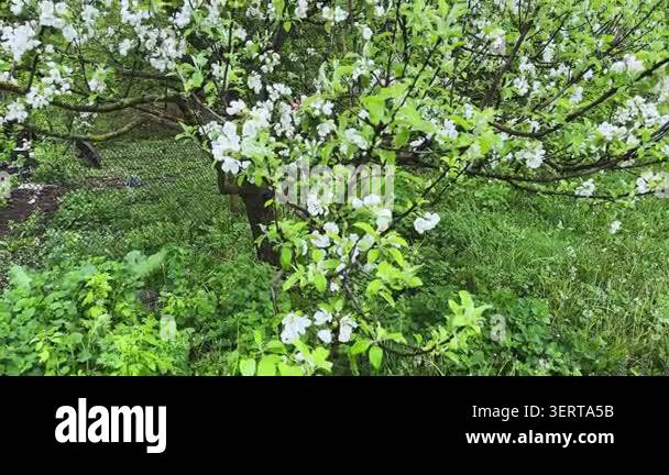Blooming apple tree against the other trees at overcast day Stock Video ...