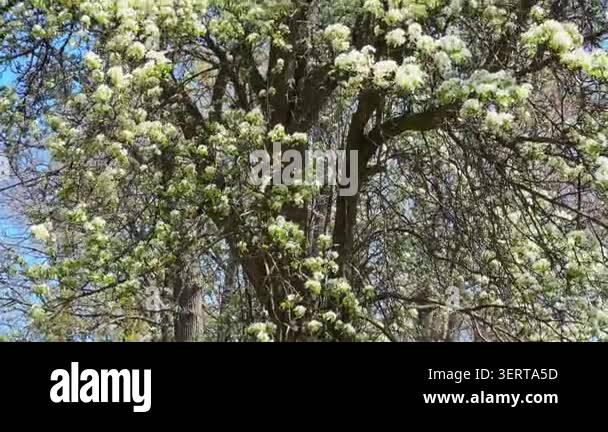 Top of old profusely blooming wild pear at sunny morning Stock Video ...