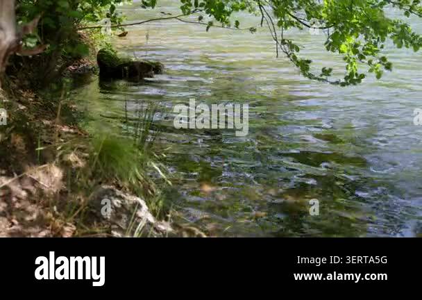 Sunny Lakeside Scene With Clear Water And Overhanging Tree Branches ...