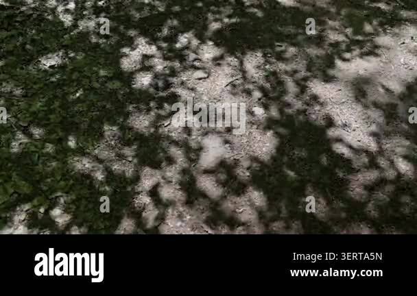 Sunlight Dappling Through Forest Canopy Creating Moving Shadows on the ...