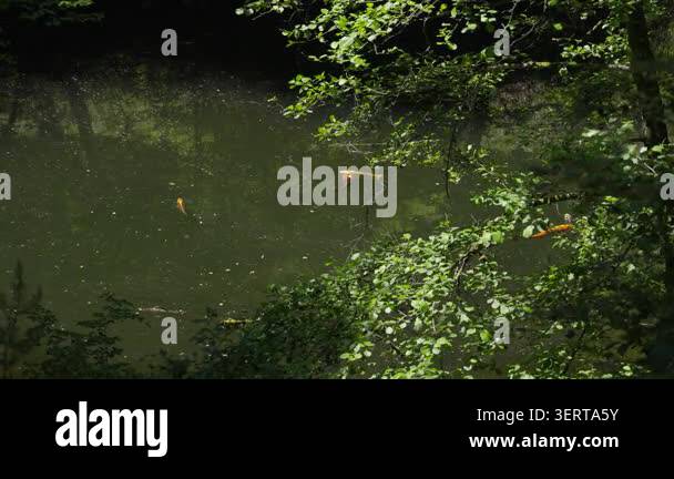 Colorful Koi Fish Swimming in a Serene Green Pond Framed by Lush Summer ...