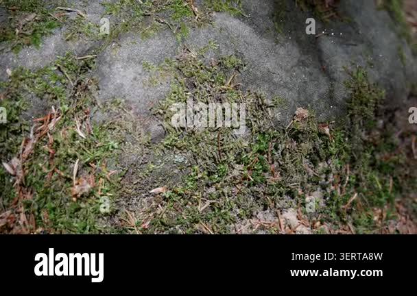Detailed View of Sparkling Moss and Pine Needles on a Textured Forest ...