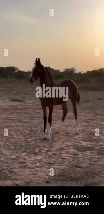 Elegant brown horse with inward-turning ears standing in a rural field ...