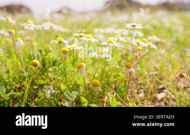 Flowers bloom in a sunny field with many small white and yellow petals ...
