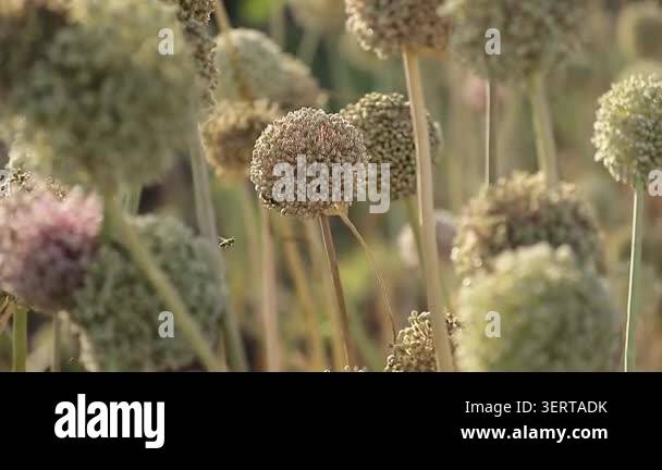 Onion seeds during the pollination season Stock Video Footage - Alamy