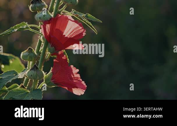 Tokyo, Japan - June 17, 2026: Alcea rosea or hollyhock flower ...