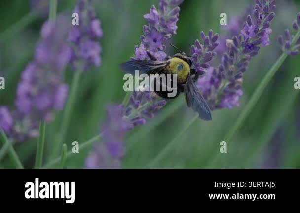 Tokyo,Japan - June 17, 2026: Closeup of a carpenter bee on lavender ...