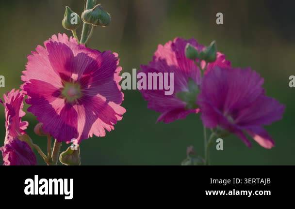 Tokyo, Japan - June 17, 2026: Alcea rosea or hollyhock flower ...