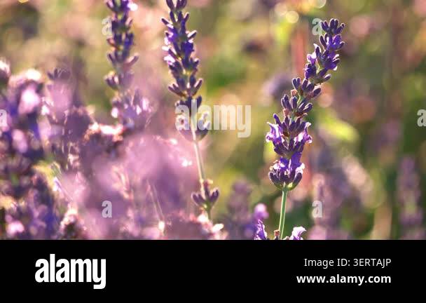 Tokyo,Japan - June 16, 2026: Closeup of lavender flowers in the Morning ...