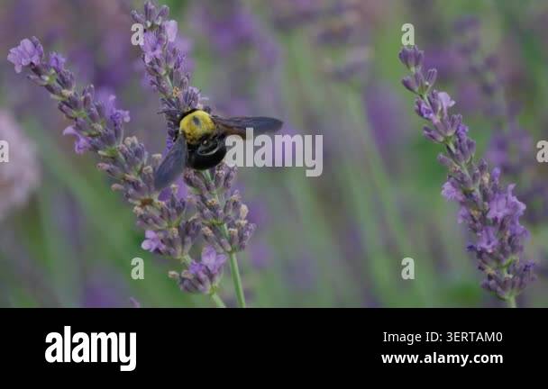 Tokyo,Japan - June 17, 2026: Closeup of a carpenter bee on lavender ...