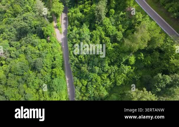 Road through forest in summer, path through coniferous and deciduous ...