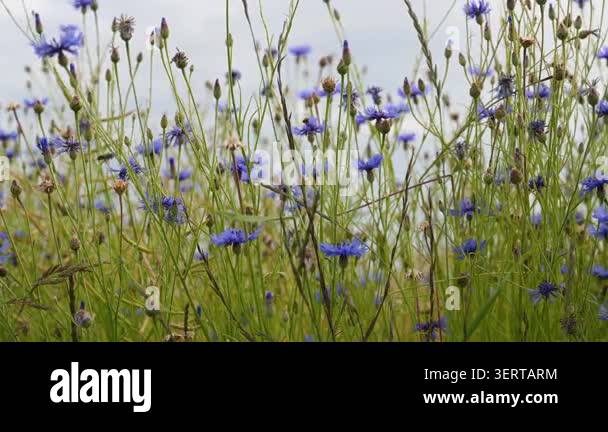 Blue cornflowers, centaurea cyanus or bachelors button growing on ...