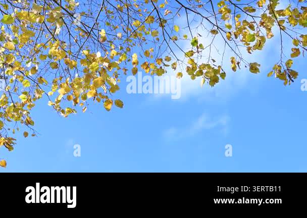 Colorful autumnal foliage blowing in the wind, tree in the forest, fall ...