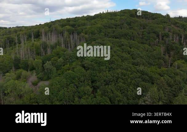 Dead spruce trees, climate change, weakened tree through prolonged ...